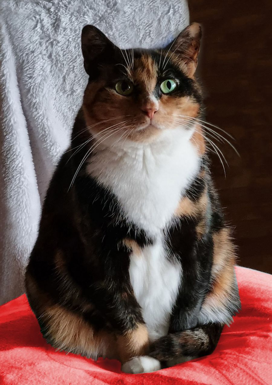 Stefani ️ - Female Domestic Short Hair Cat in VIC - PetRescue