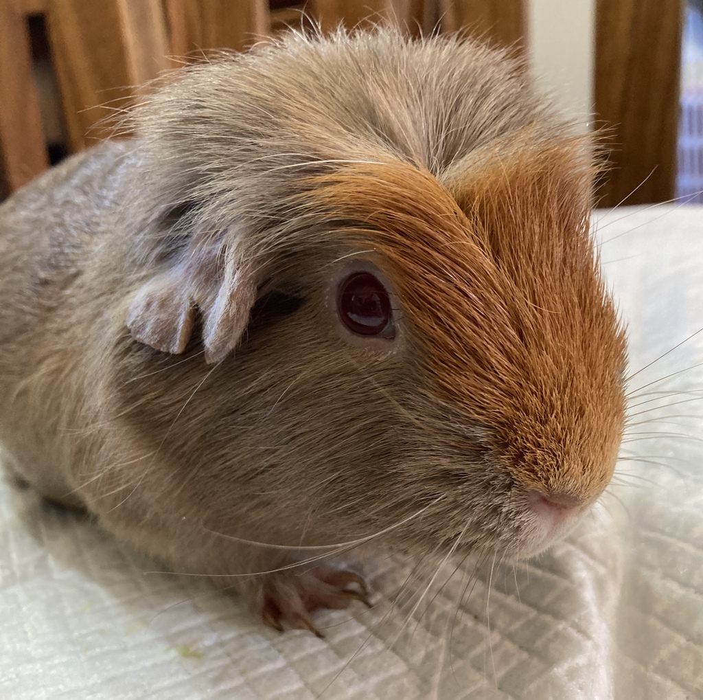 Guile (guinea Pig 38) - Male Short-hair Abyssinian Mix Guinea Pig in ...