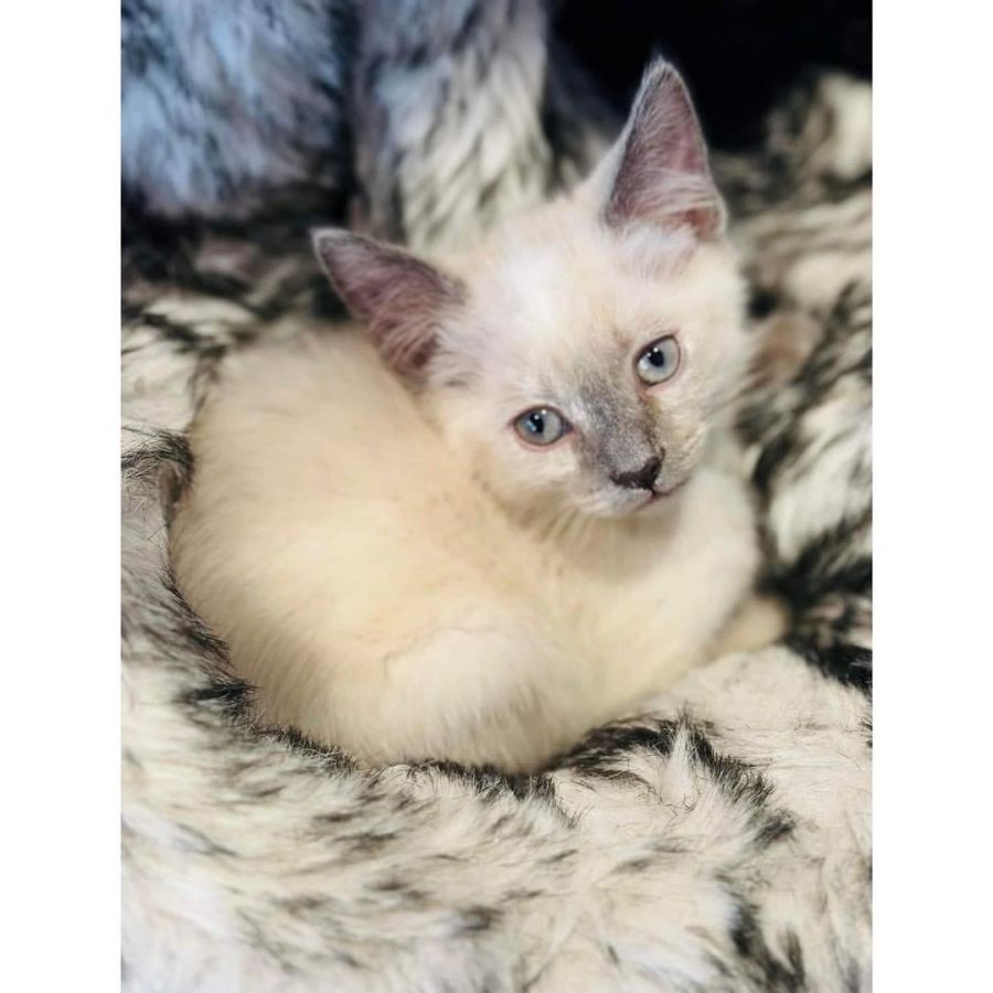 8277 - Angelicat - Female Domestic Short Hair Cat in WA - PetRescue