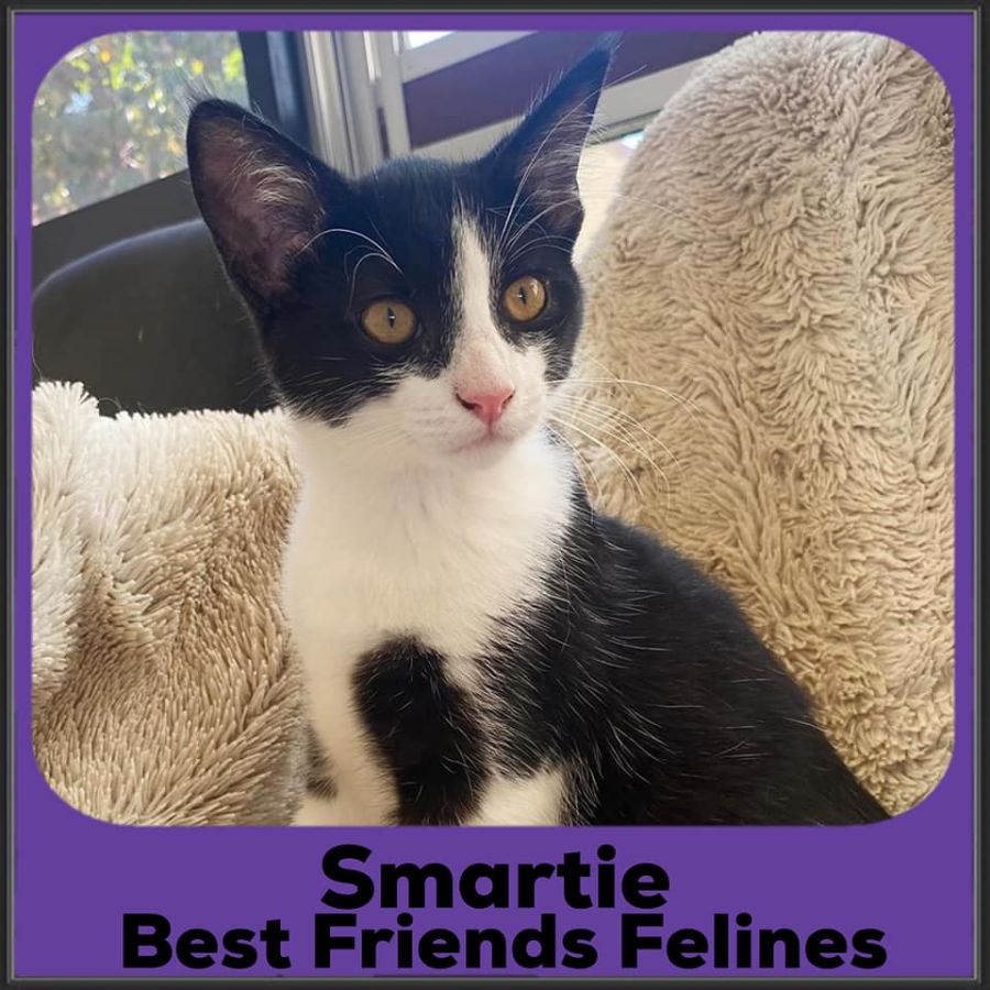 Smartie - Female Domestic Short Hair Cat in QLD - PetRescue