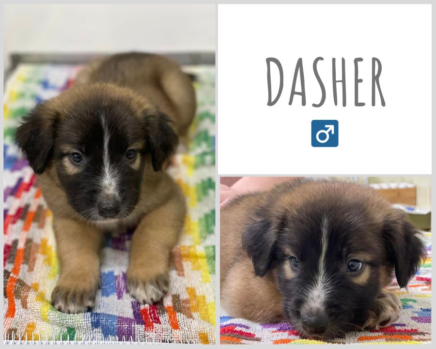 Dasher - Large Male German Shepherd Mix Dog in QLD - PetRescue