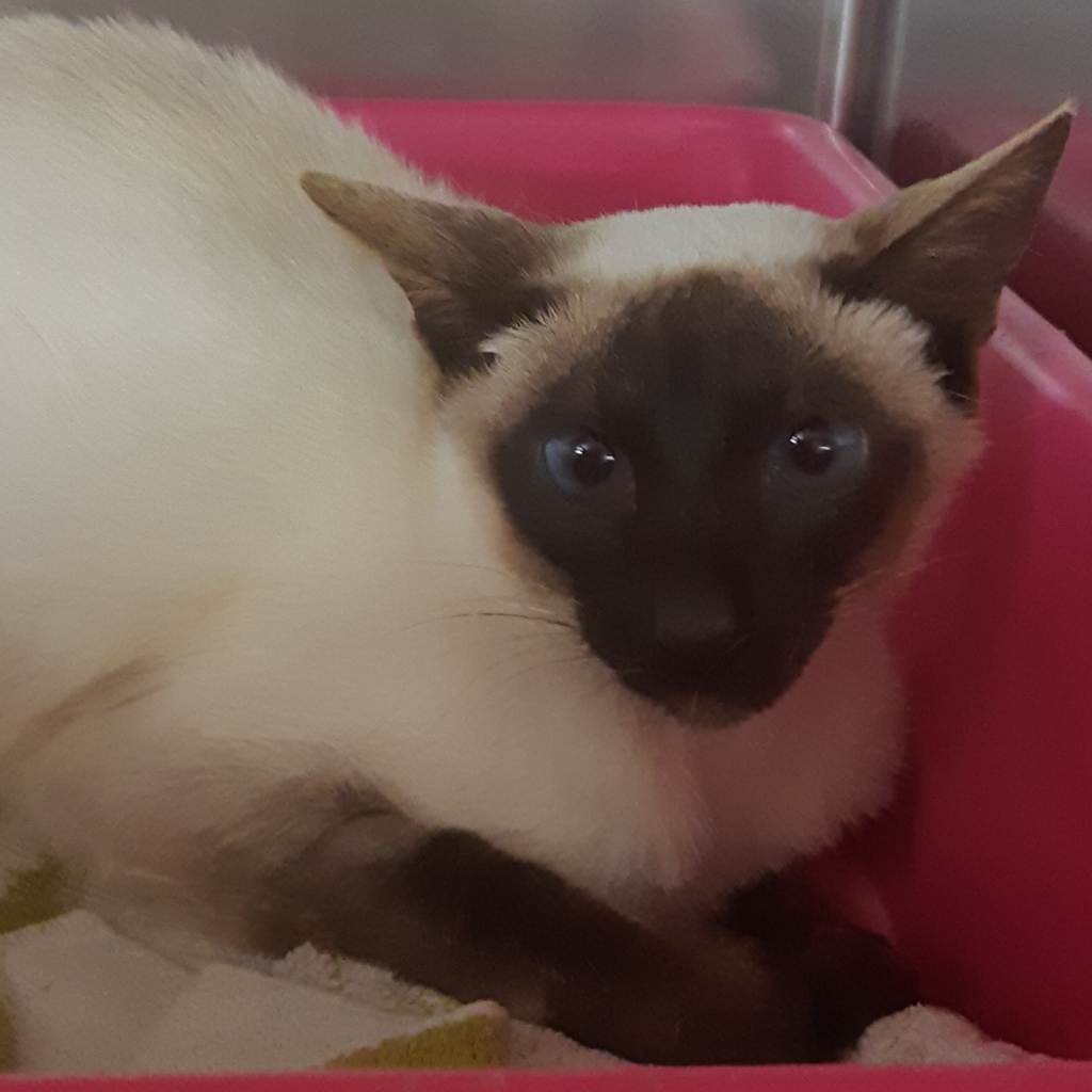 Russell - Male Siamese Cat in VIC - PetRescue
