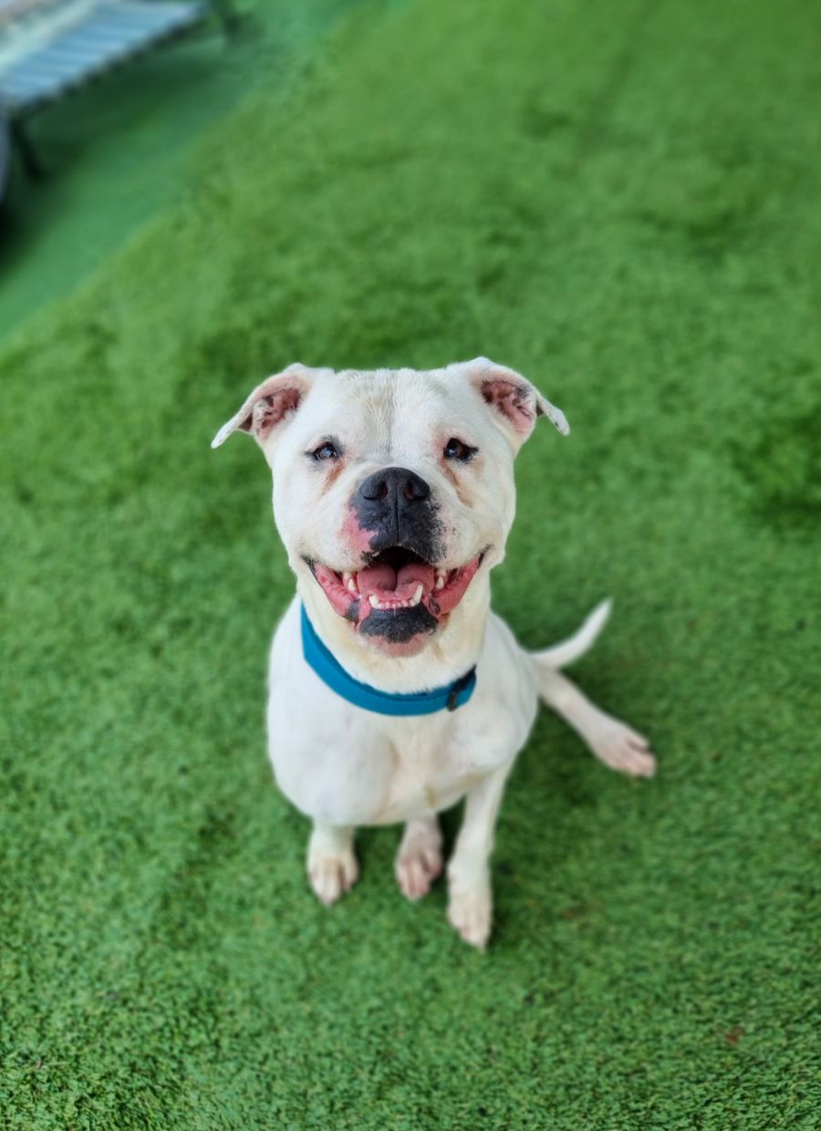 Karma - Medium Female American Bulldog x Staffy Mix Dog in NSW - PetRescue