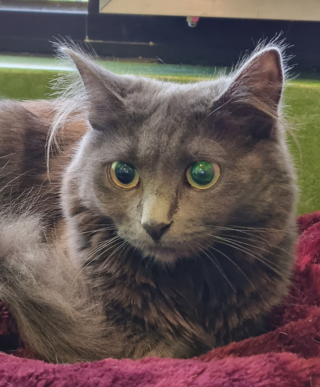 Abby - Female Domestic Medium Hair Mix Cat in VIC - PetRescue