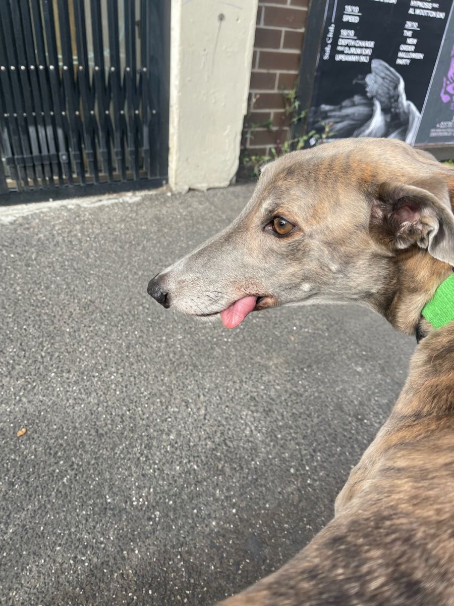 Smithers - Large Male Greyhound Dog in VIC - PetRescue