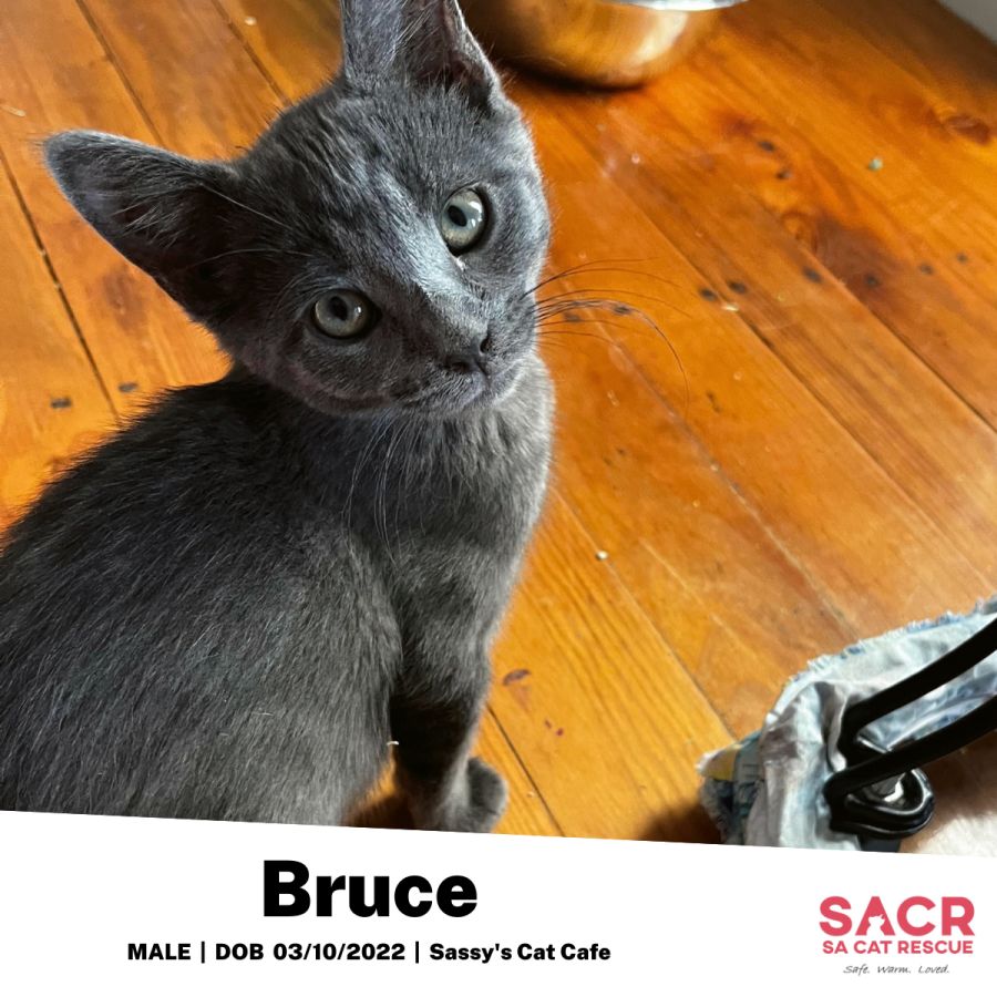Bruce - Male Domestic Short Hair Cat in SA - PetRescue