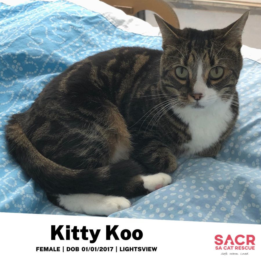 Kitty Koo - Female Domestic Short Hair Cat in SA - PetRescue