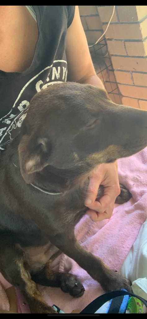 Dasher - Medium Male Mixed Breed Mix Dog in WA - PetRescue