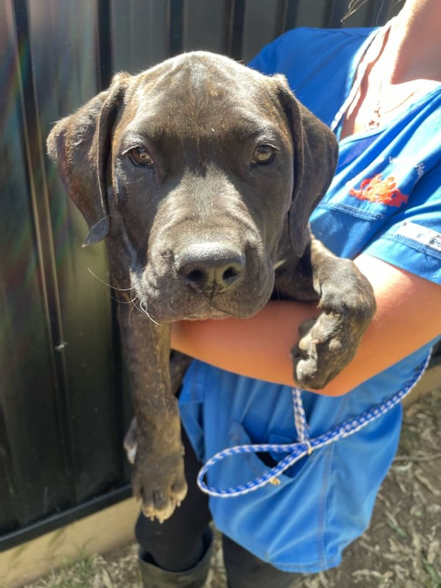 #2434 - Large Male Mastiff Mix Dog in NSW - PetRescue