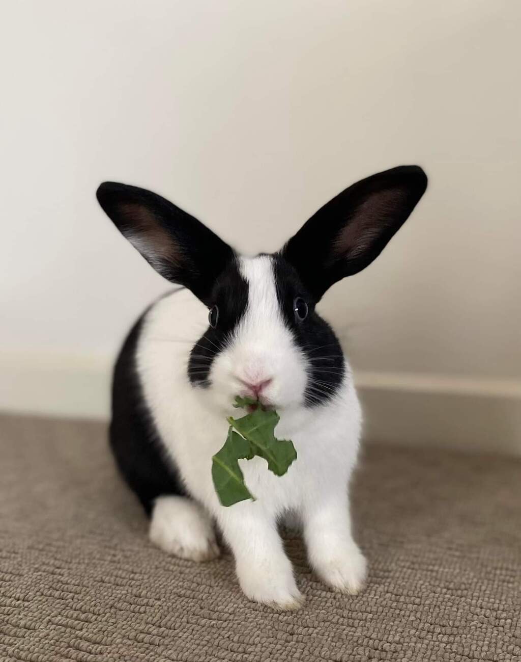 Snood - Female Bunny Rabbit Mix Rabbit in NSW - PetRescue