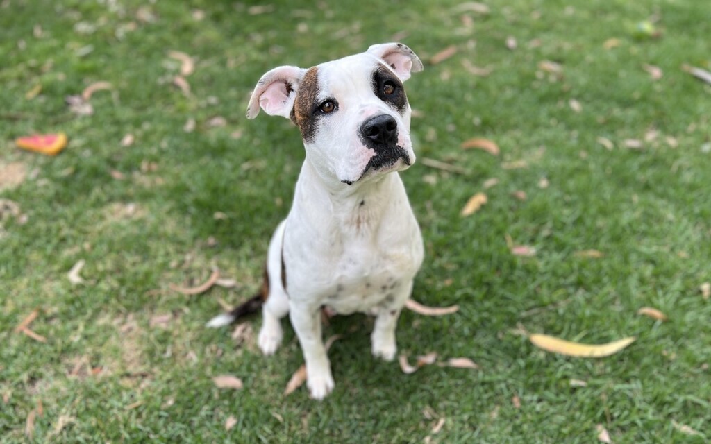 Clover - Large Female American Staffy Mix Dog in VIC - PetRescue
