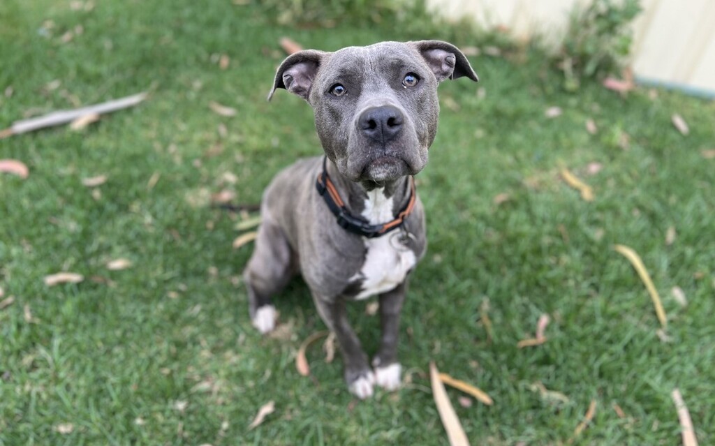 Marley - Large Female American Staffy Mix Dog in VIC - PetRescue