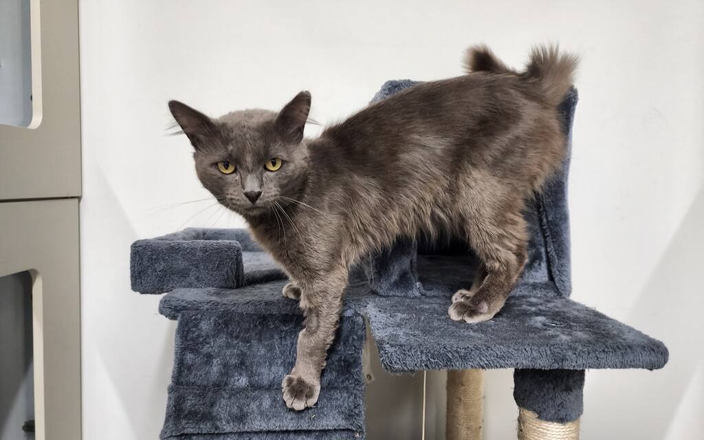 Seb - Male Domestic Medium Hair Mix Cat in VIC - PetRescue