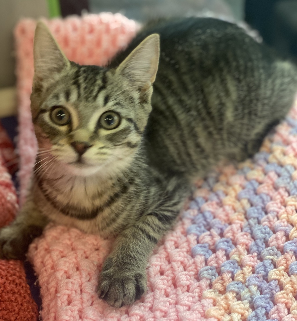Valcan (ramsey) - Male Domestic Medium Hair Mix Cat in VIC - PetRescue