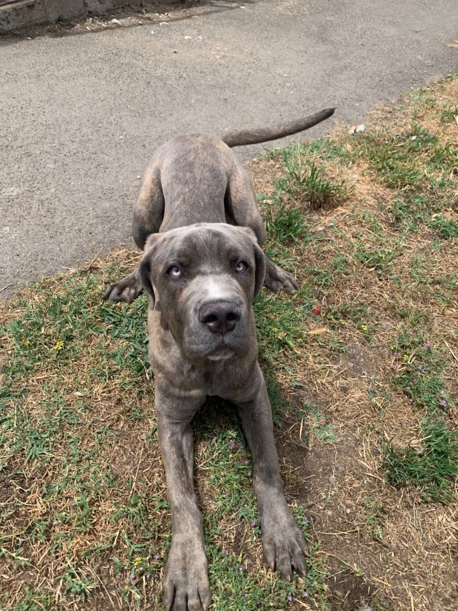 Henry - Large Male Neapolitan Mastiff Mix Dog in VIC - PetRescue