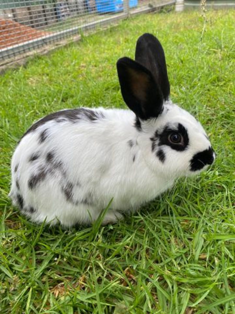 Domino - Female Dwarf Rabbit in NSW - PetRescue