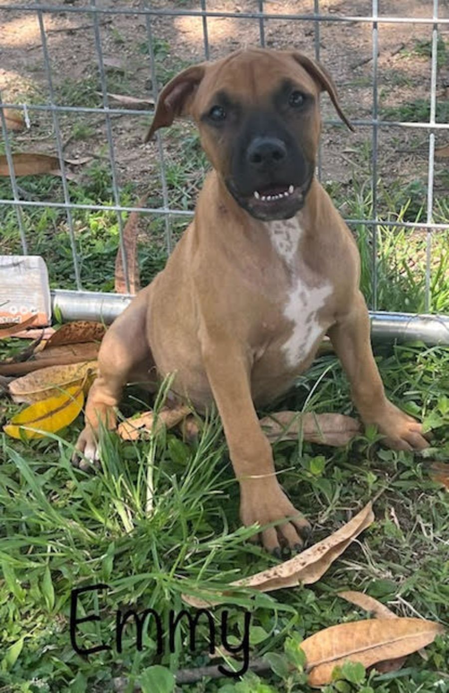Emmy - Large Female Boxer x Staffy Mix Dog in QLD - PetRescue