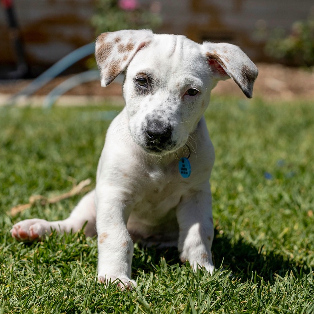 Gertrude - Medium Female Mixed Breed Dog in WA - PetRescue