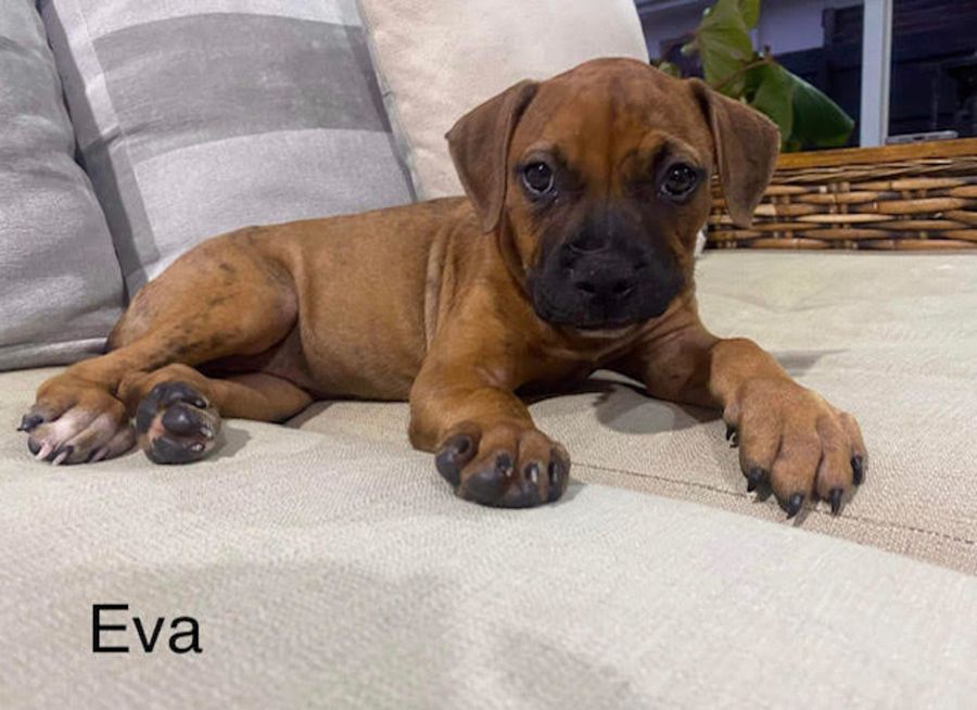 Eva - Large Female Boxer x Staffy Mix Dog in QLD - PetRescue