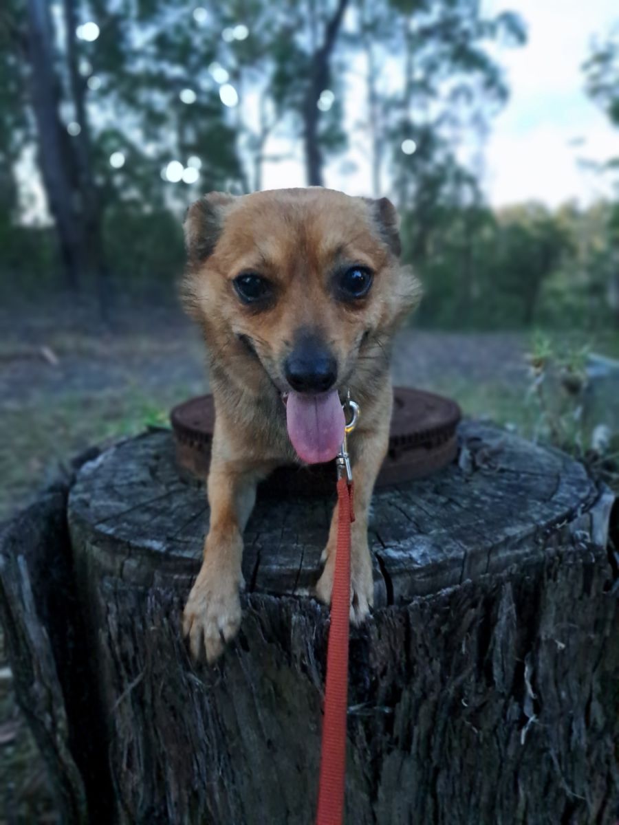 Kenzo - Small Male Cross breed Dog in NSW - PetRescue