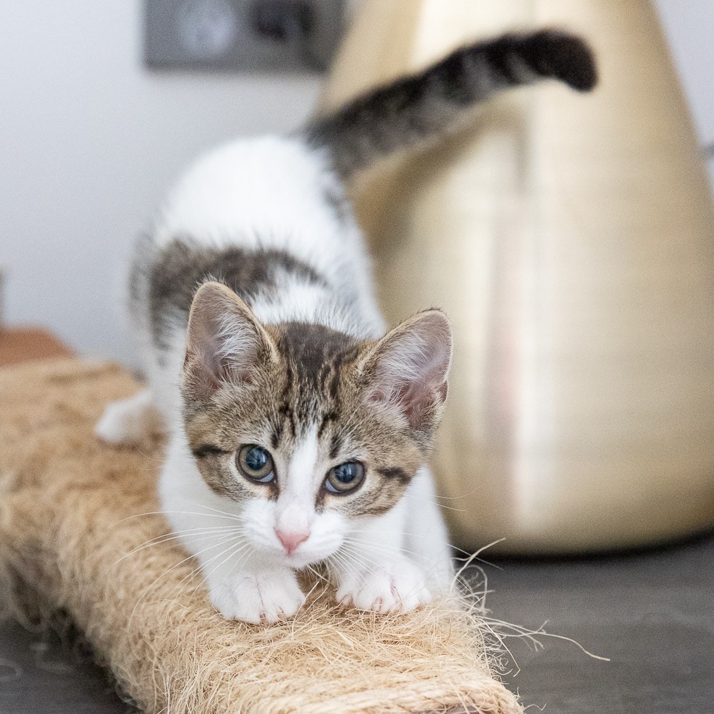 Shilla - Female Abyssinian Cat in WA - PetRescue