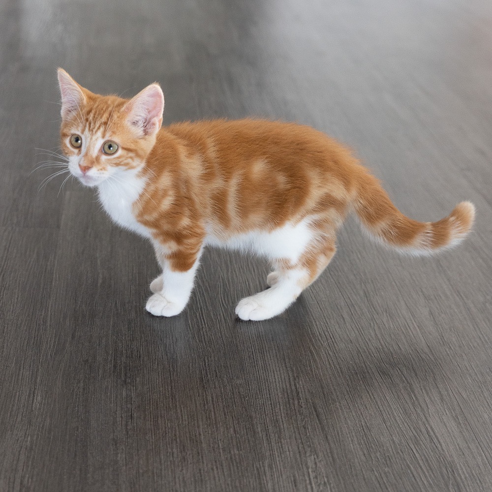 Tigra - Male Domestic Short Hair Cat in WA - PetRescue