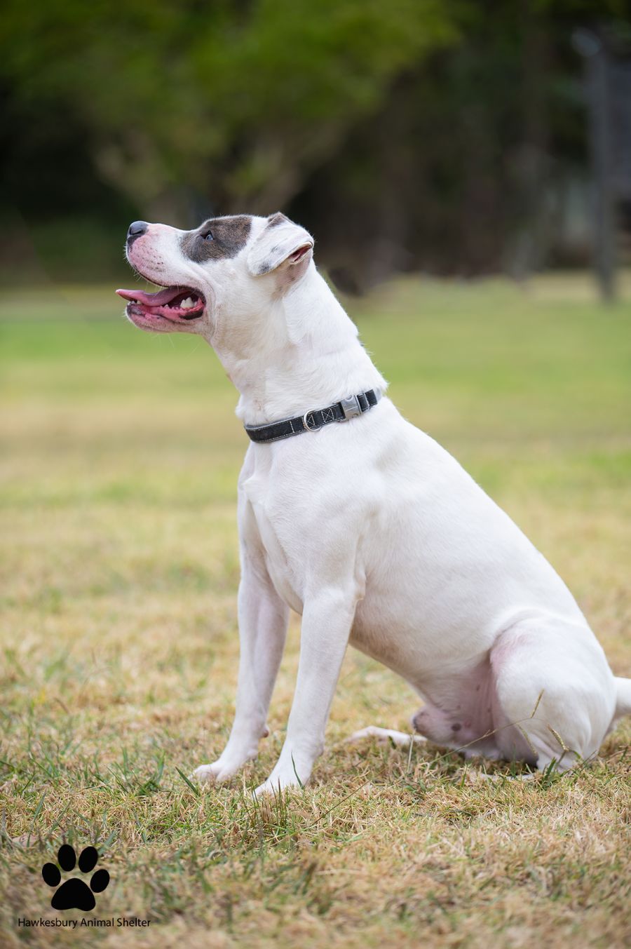 Alex - Large Male Staffy Mix Dog in NSW - PetRescue