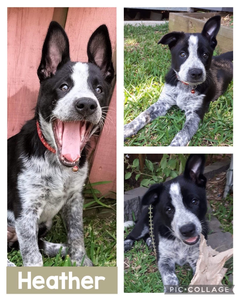 Heather - Large Female Mixed Breed Mix Dog in QLD - PetRescue