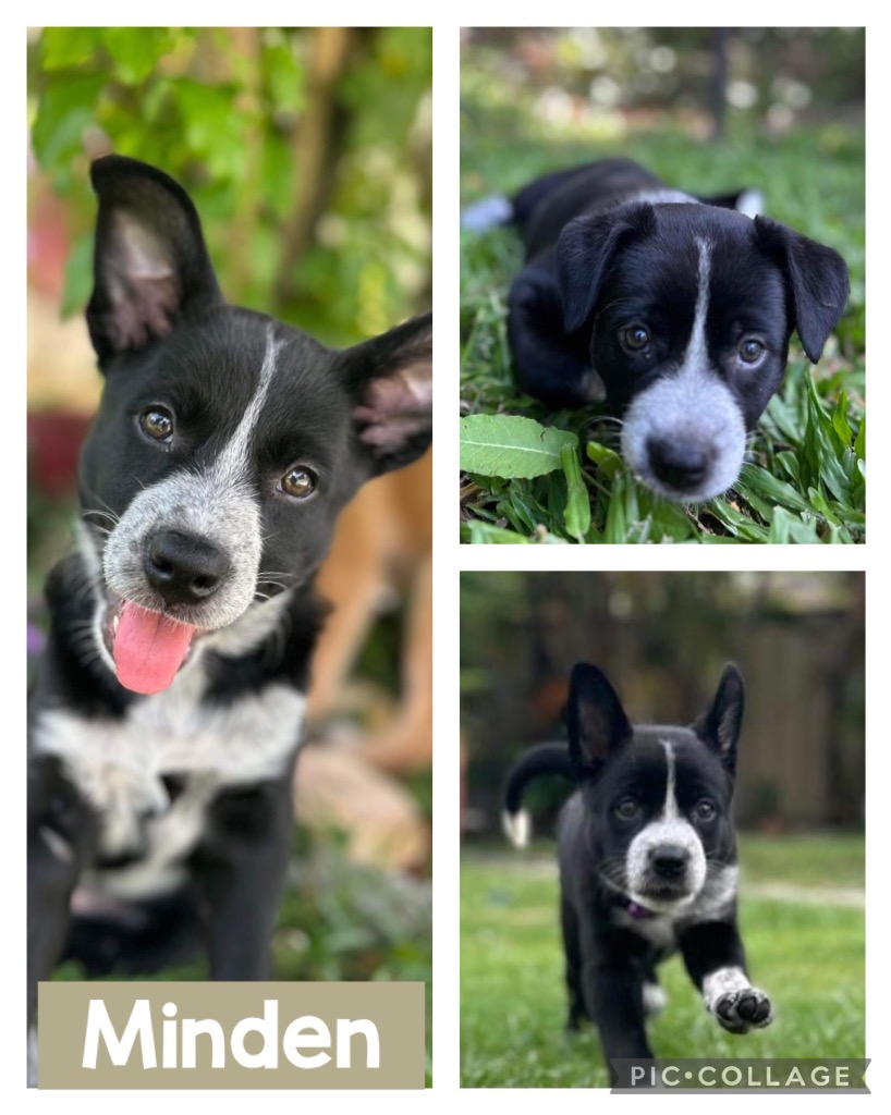 Minden - Large Female Mixed Breed Mix Dog in QLD - PetRescue