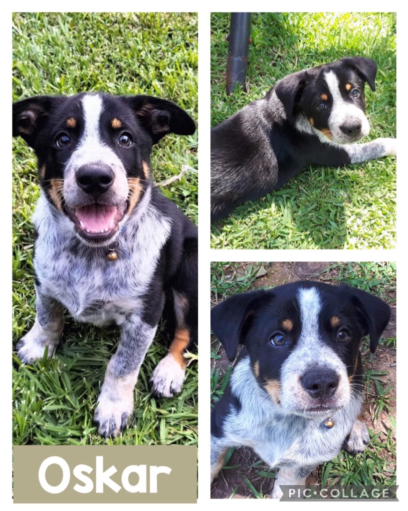Oskar - Large Male Mixed Breed Mix Dog in QLD - PetRescue