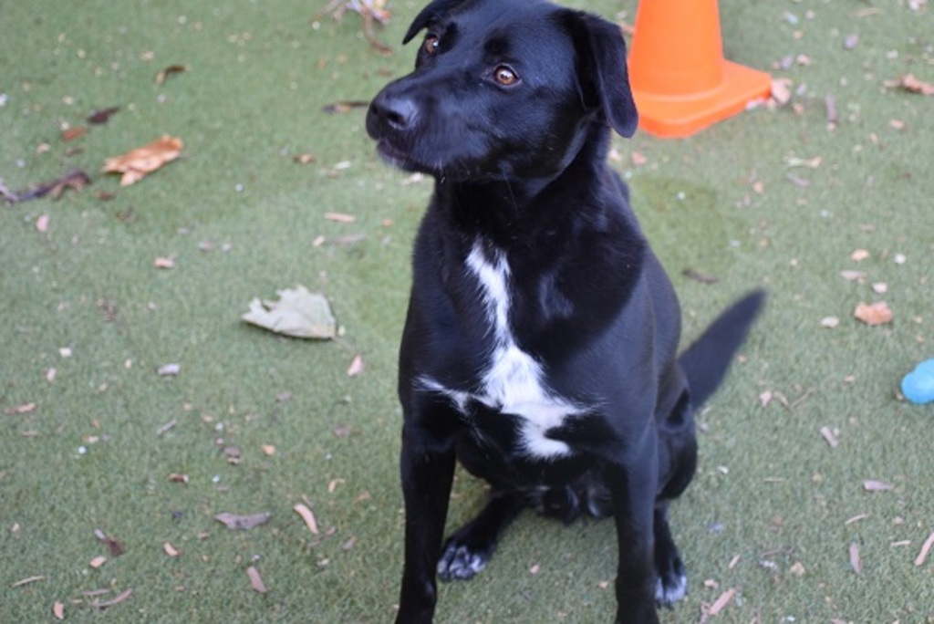 Max - Medium Male Labrador Mix Dog in VIC - PetRescue