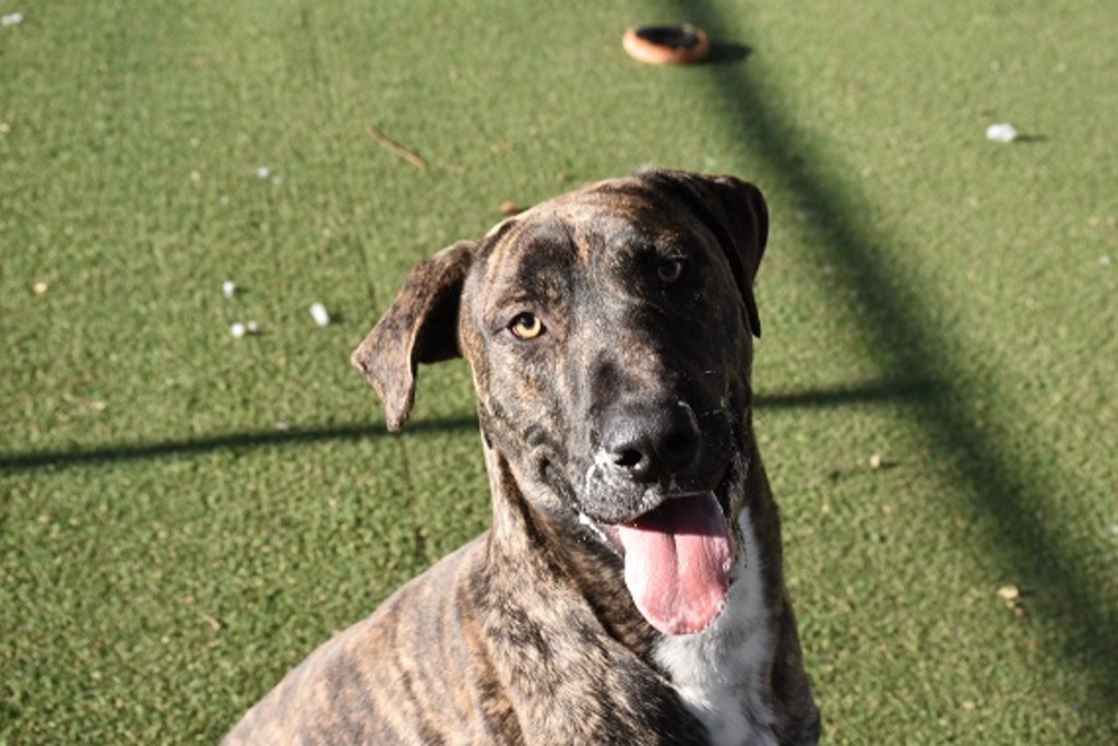 Banjo - Large Male Great Dane x American Staffy Mix Dog in VIC - PetRescue