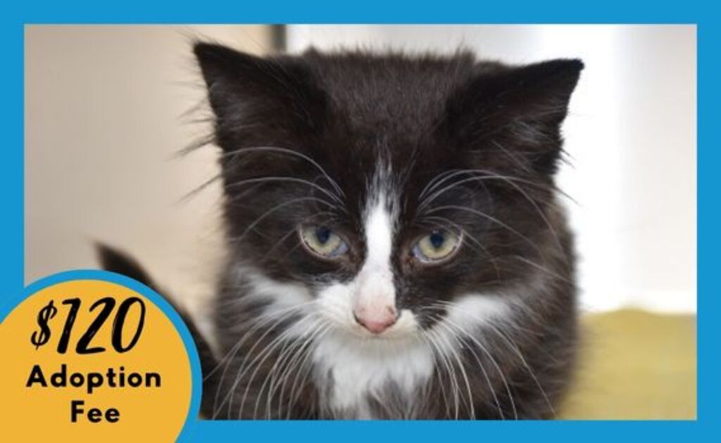 Falafel - Male Domestic Short Hair Mix Cat in VIC - PetRescue