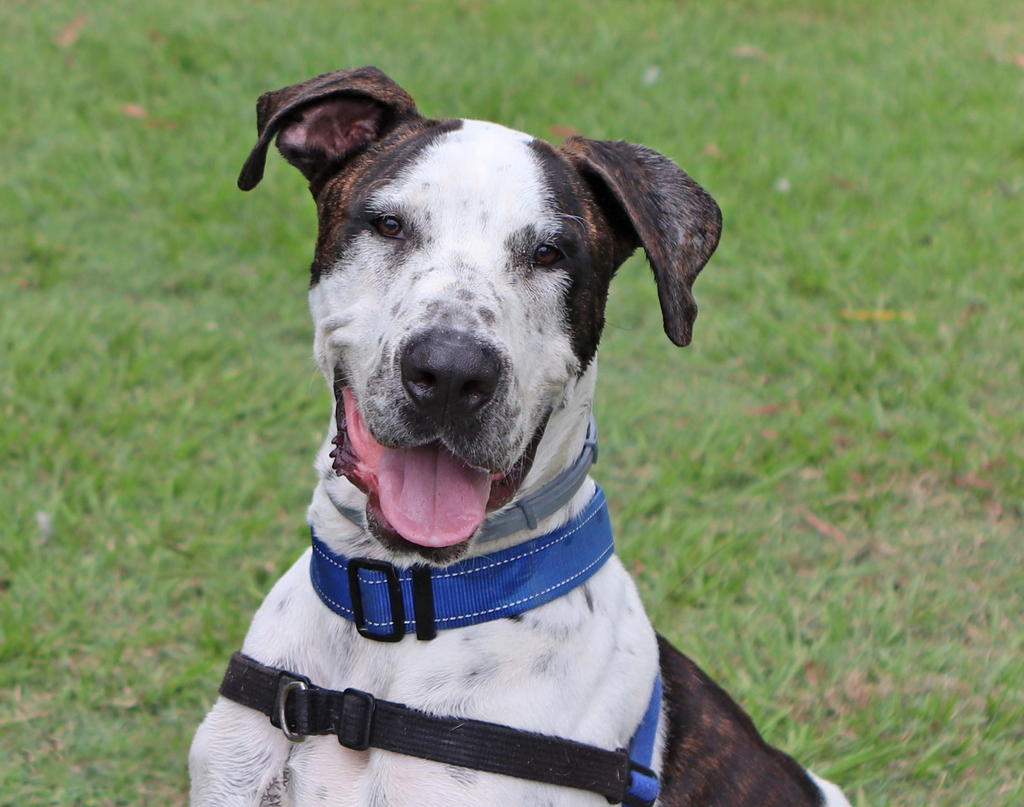 Arlo - Large Male Bull Arab x Great Dane Mix Dog in QLD - PetRescue