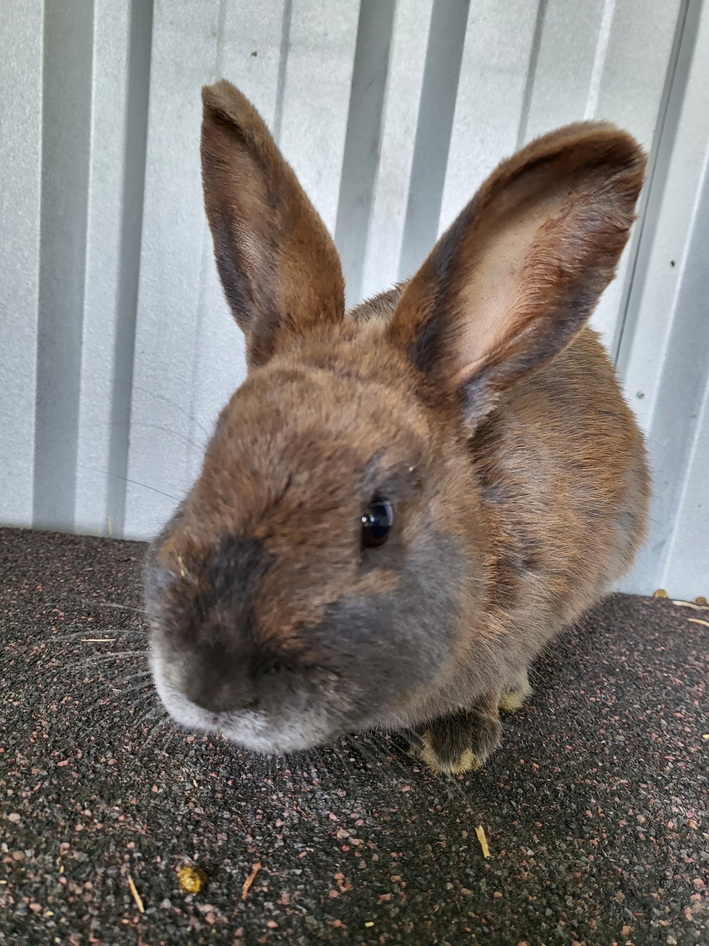 Cheesecake - Male Mini Rex Mix Rabbit in ACT - PetRescue