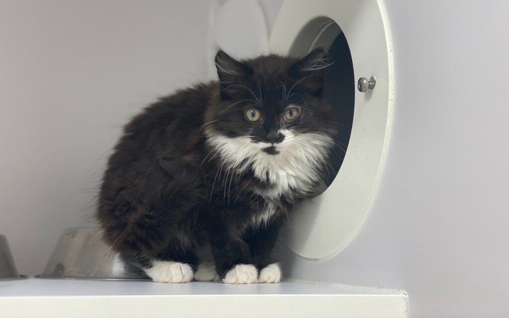 Remi - Female Domestic Medium Hair Mix Cat in VIC - PetRescue