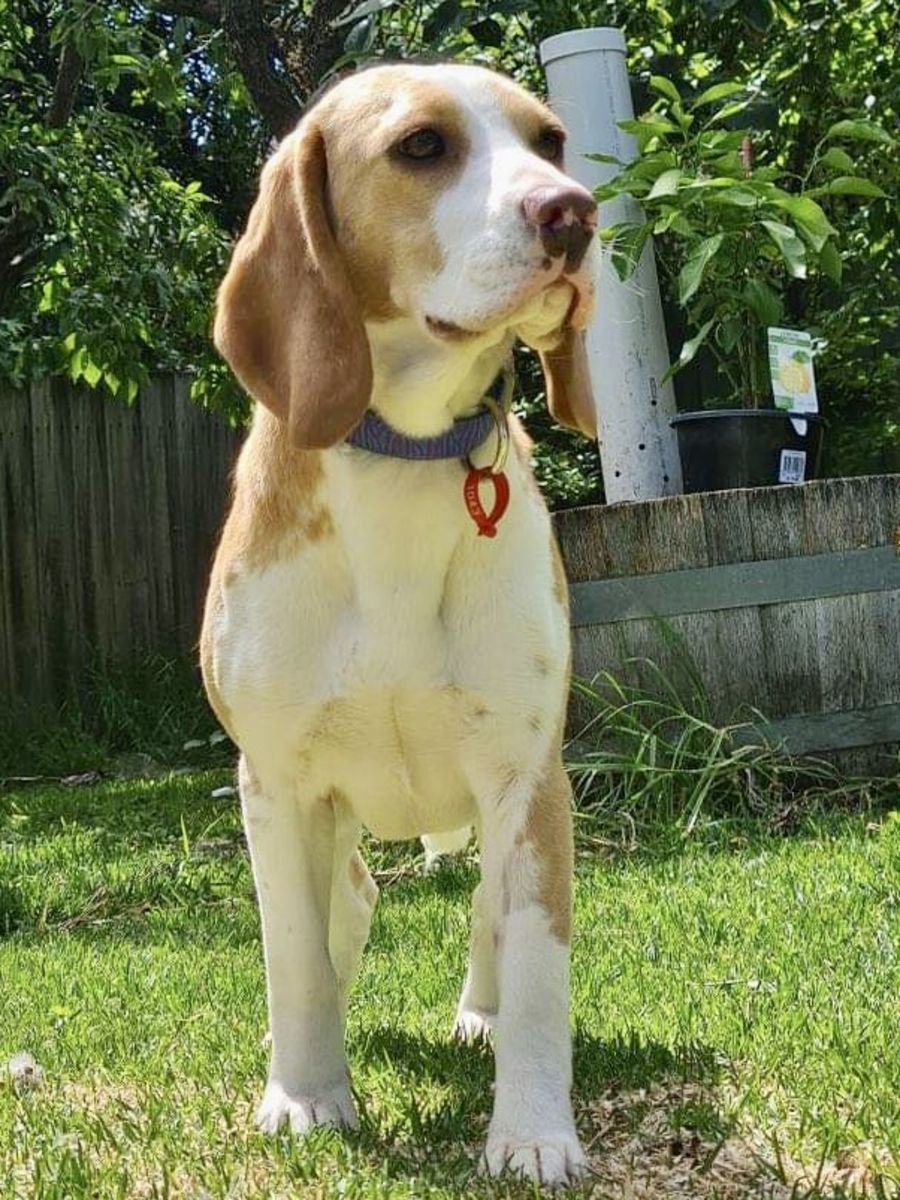 Rosie - Medium Female Beagle Dog in VIC - PetRescue
