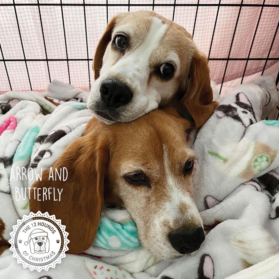 Beagle Rescue Victoria Inc - PetRescue