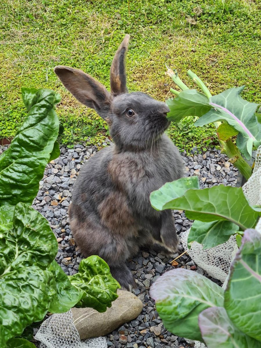 Brownie - Male Flemish Giant Rabbit in VIC - PetRescue