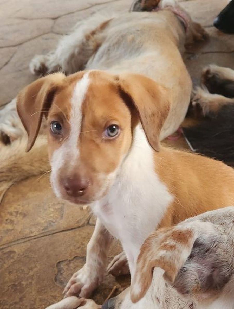 Bronski - Medium Male Pointer Mix Dog in QLD - PetRescue