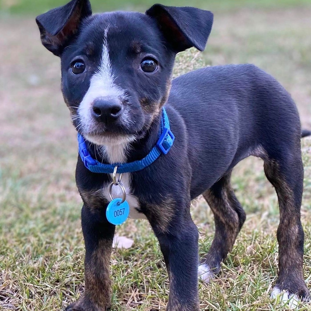 Arya - Medium Female Mixed Breed Dog in WA - PetRescue