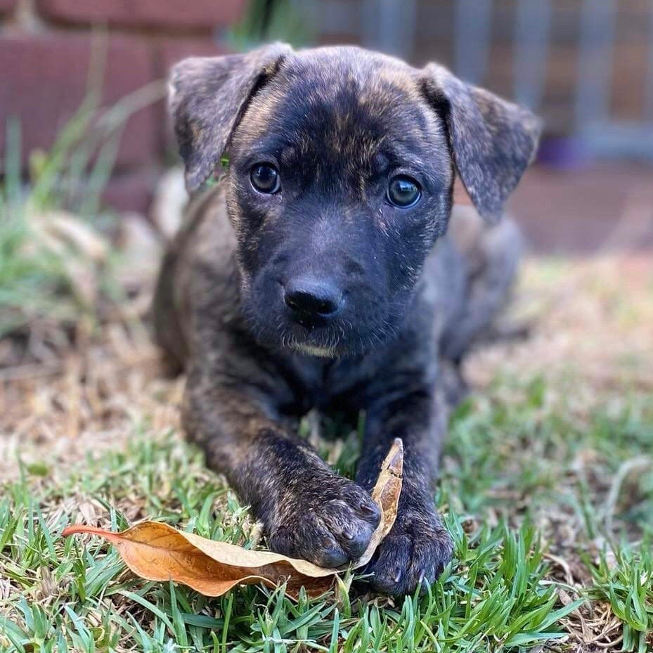 Sansa - Medium Female Mixed Breed Dog in WA - PetRescue