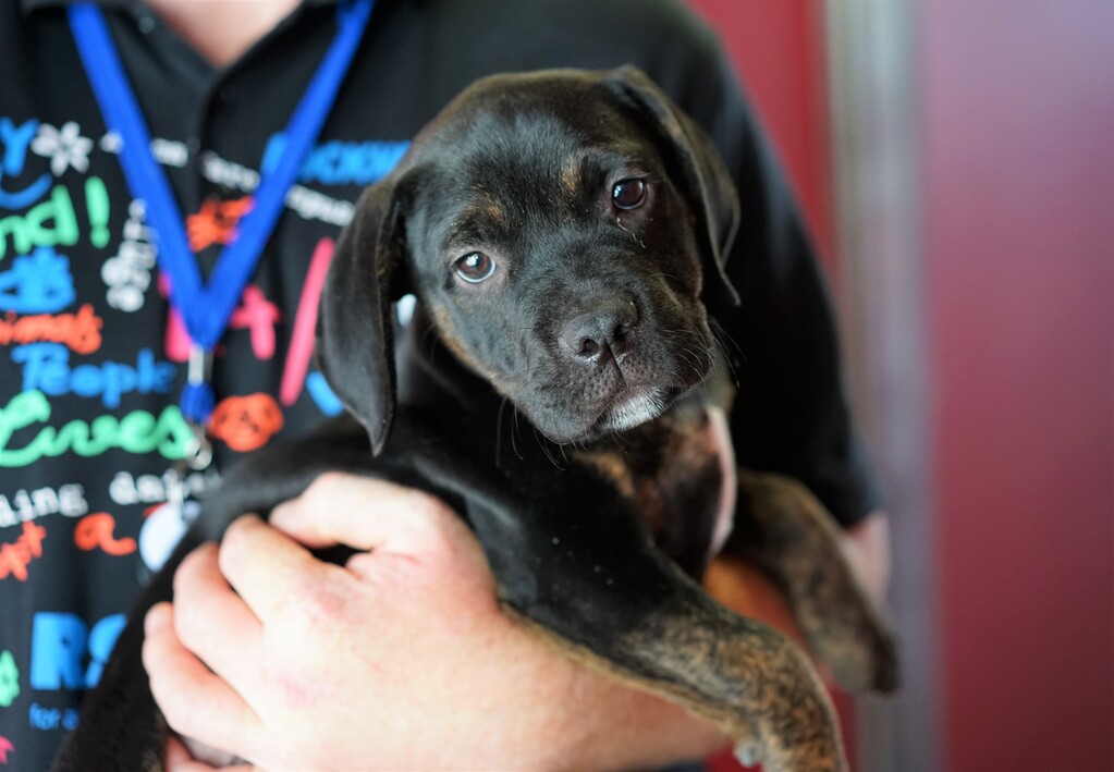 Chungus - Medium Male Bullmastiff Mix Dog in QLD - PetRescue