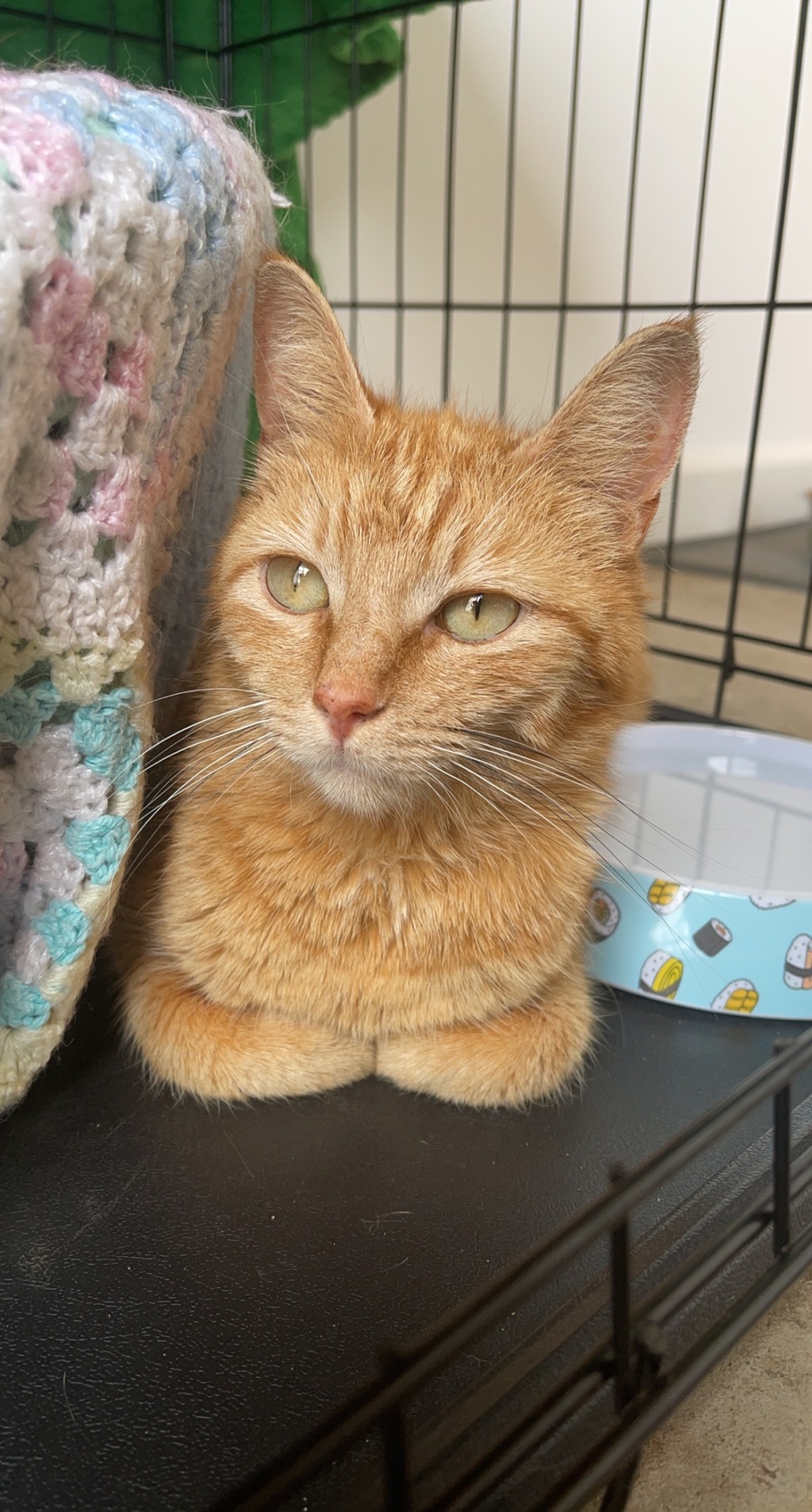 Sassy (sassafrass) - Female Domestic Short Hair Cat in VIC - PetRescue