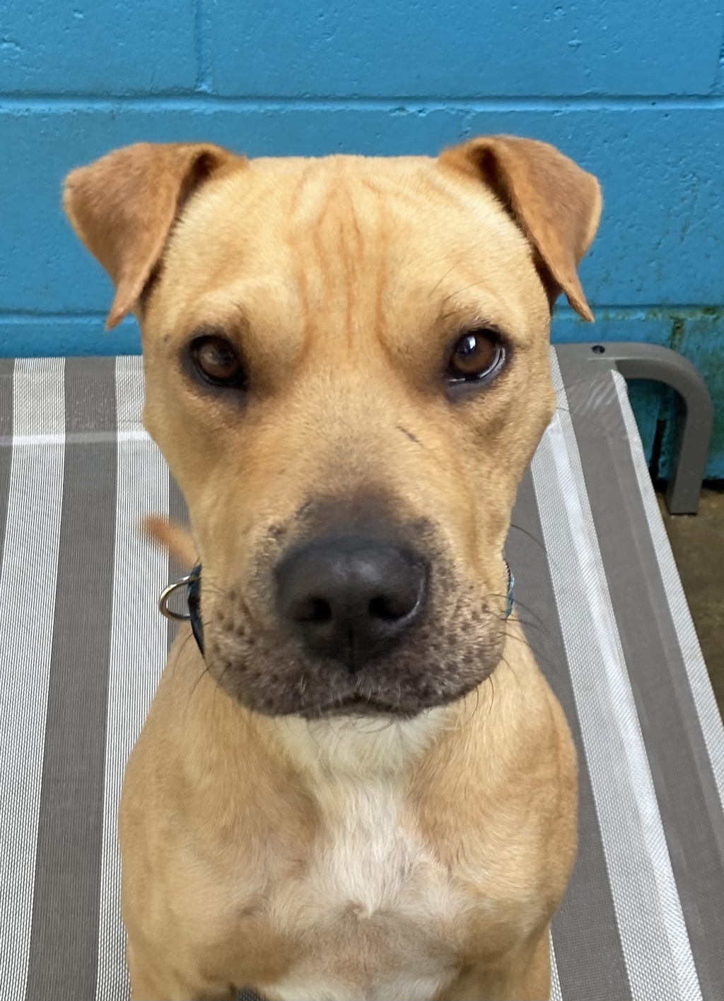 Jennifer - Medium Female Shar Pei Mix Dog in QLD - PetRescue