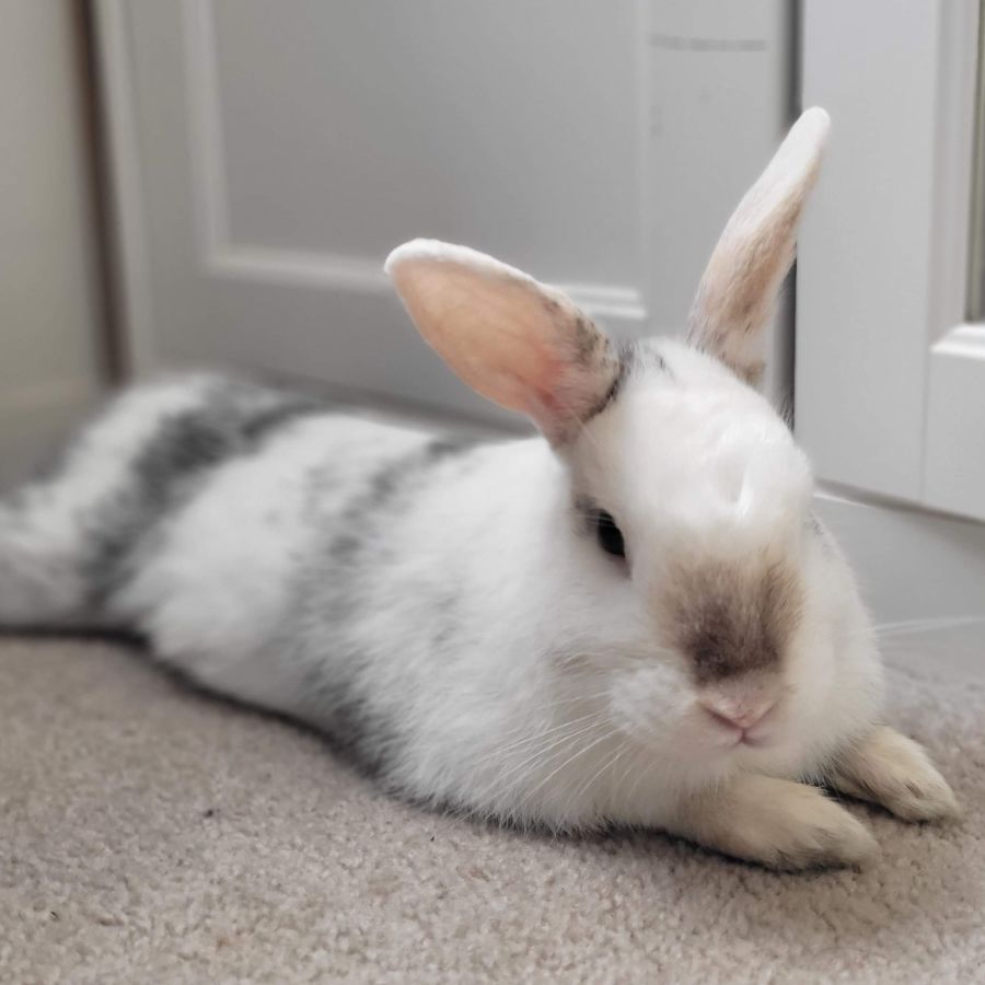 Donald - Male Harlequin Mix Rabbit in NSW - PetRescue