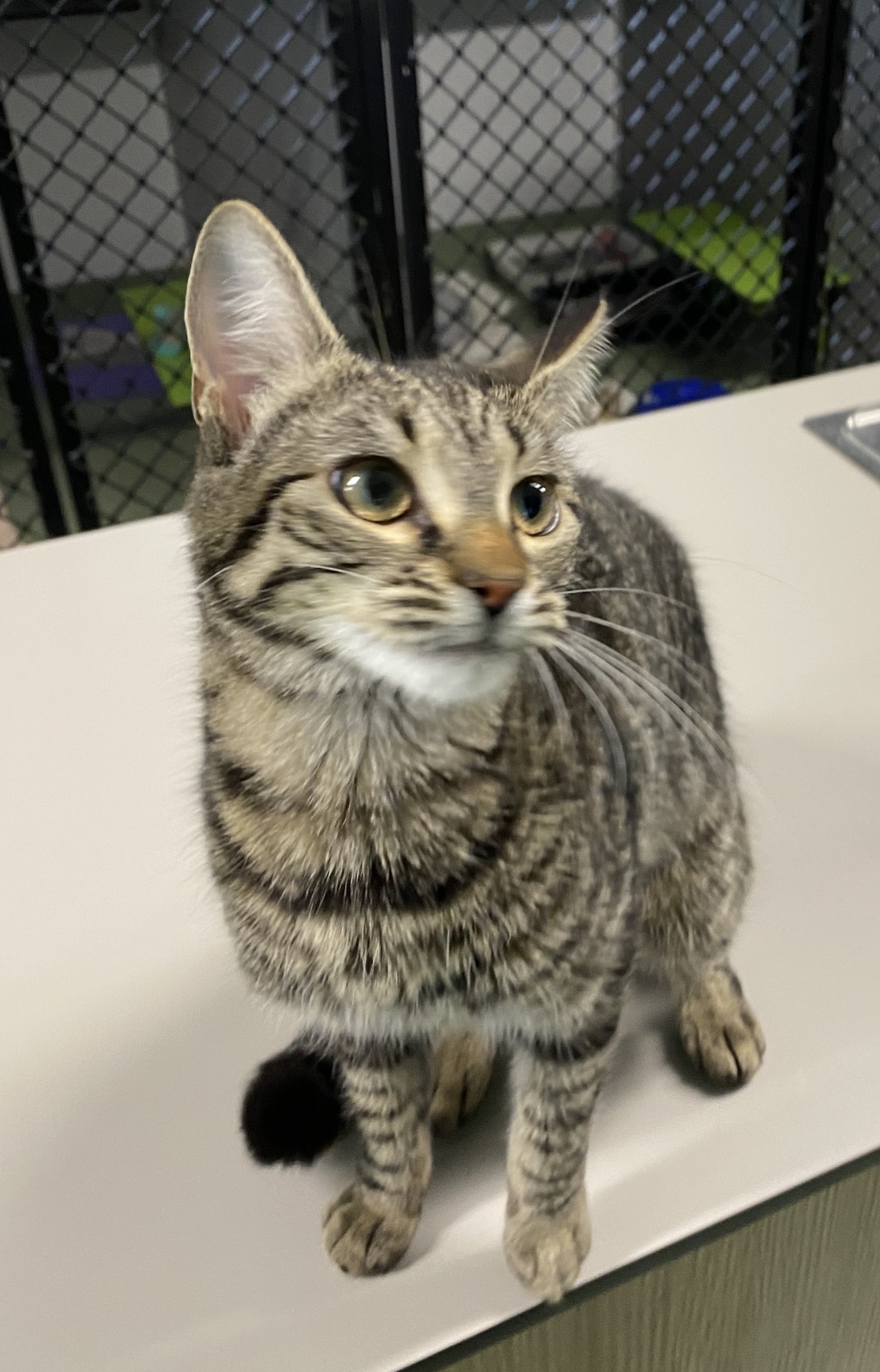 Maxine - Female Domestic Short Hair Mix Cat in QLD - PetRescue