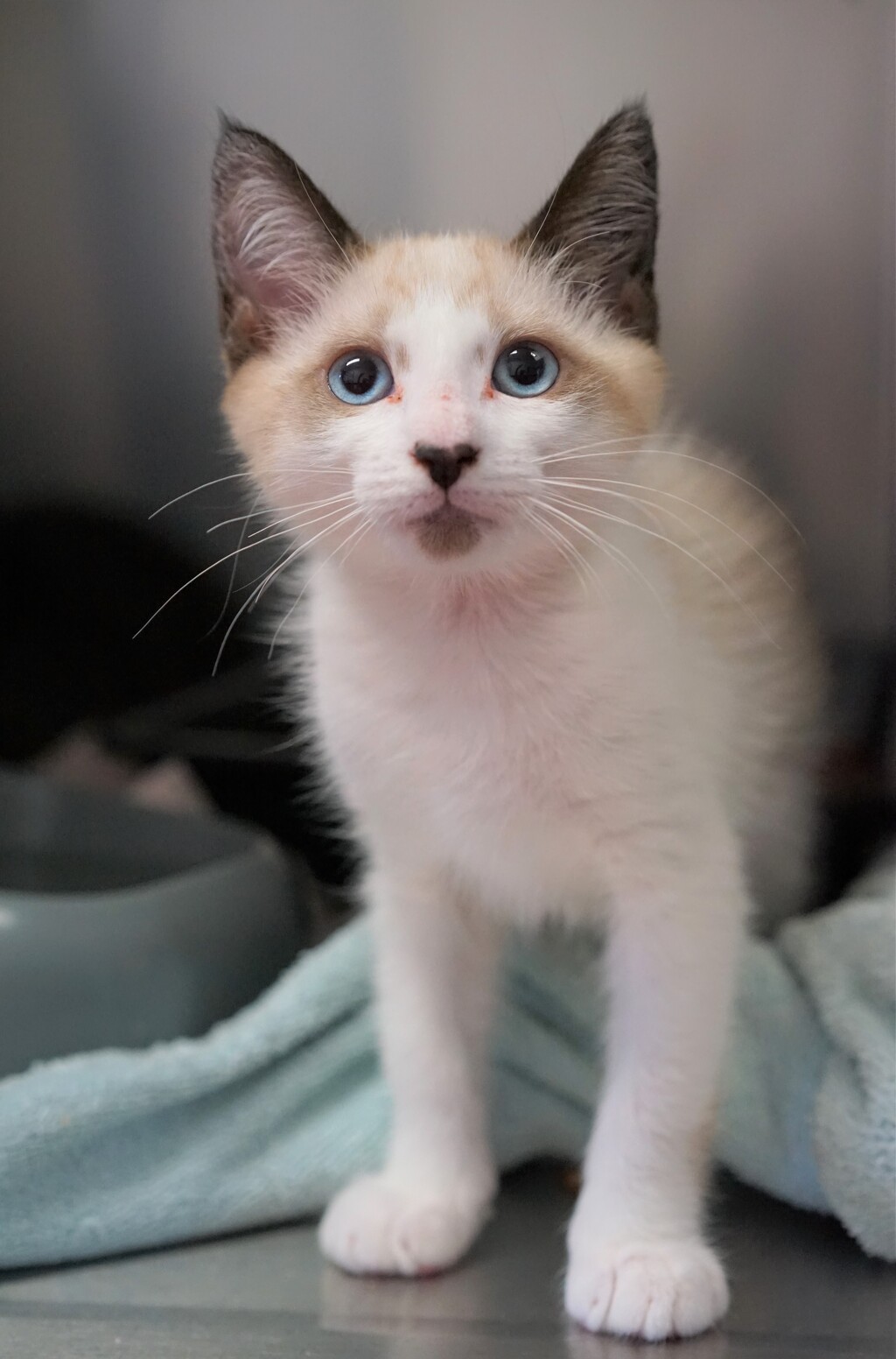 Biscuit - Female Layanese Mix Cat in QLD - PetRescue