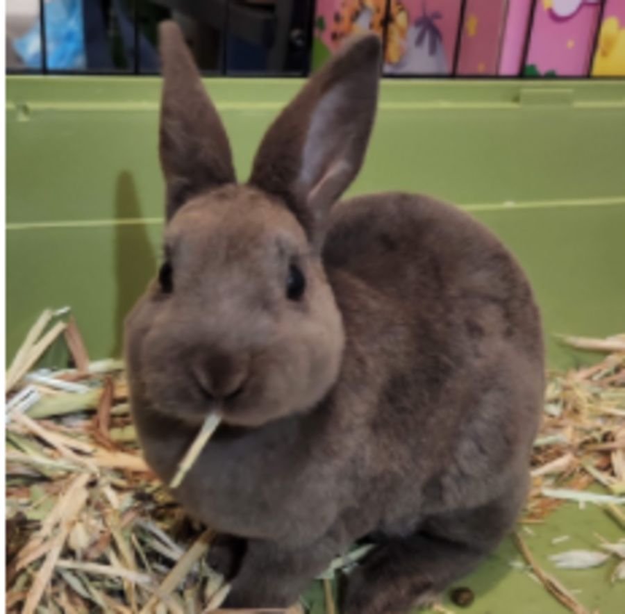 Walnut - Male Rex Rabbit in VIC - PetRescue