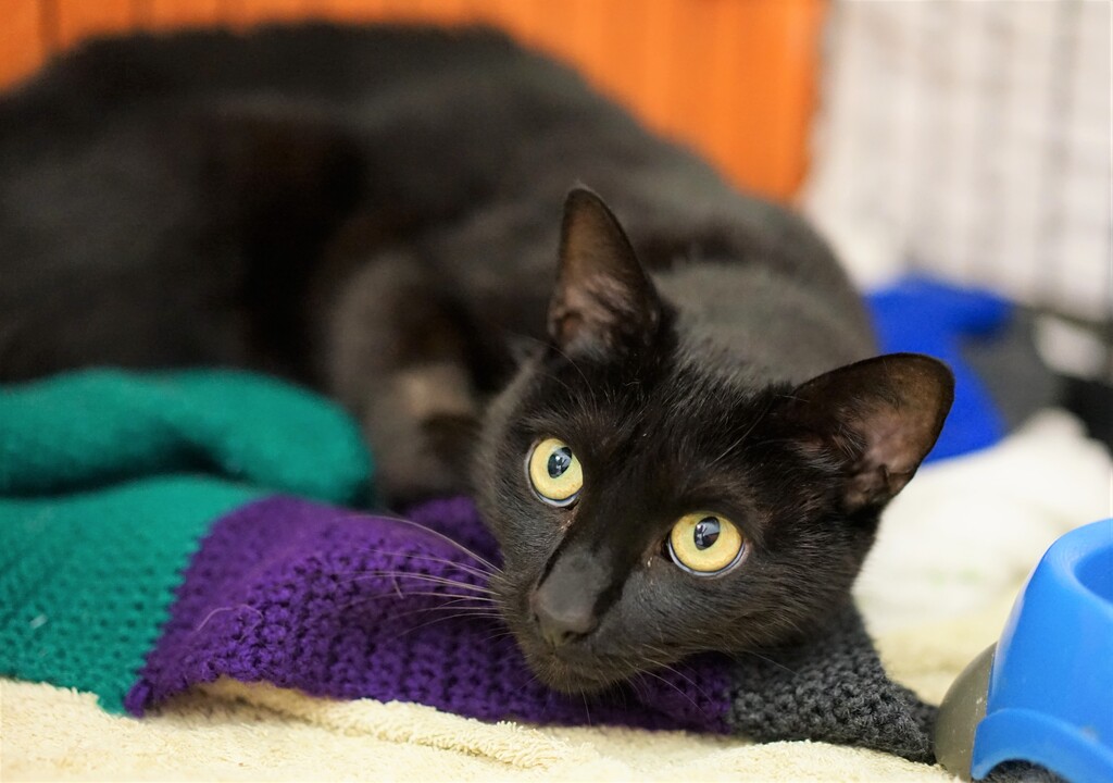 Mr. Mime - Male Domestic Short Hair Mix Cat in QLD - PetRescue